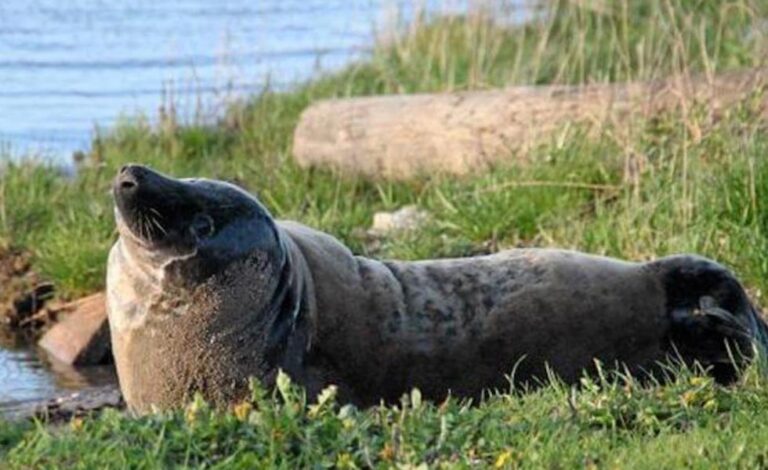 Saeler_Marsvin_Delfiner_background_popups - M/S Sagafjord